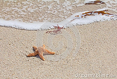 Starfish (sea Star) On Sandy Beach Stock Photo - Image: 43734343