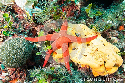 Starfish And Sponge Underwater Royalty Free Stock Images - Image: 34964539