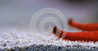 Starfish Using Tentacles To Move Around Stock Video - Video of tropical ...