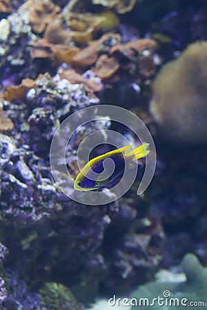 Starki Damselfish Royalty-Free Stock Photography | CartoonDealer.com ...