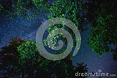 Stars Through Tree Branches Stock Photo - Image: 61722234