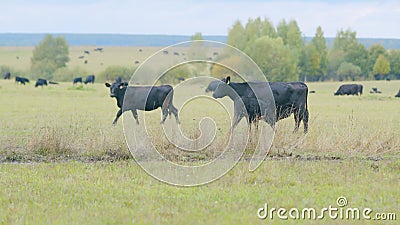 Young Black Cow on Pastures. Black Angus Cows As Herd. Powerful Black ...