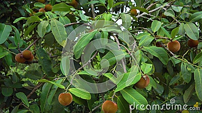 Steadycam Shot of the Mabolo or Velvet Apple Tree with Lots of Fruit on ...