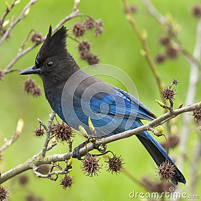 Steller's Jay Blue Bird Royalty Free Stock Photography - Image: 19292557