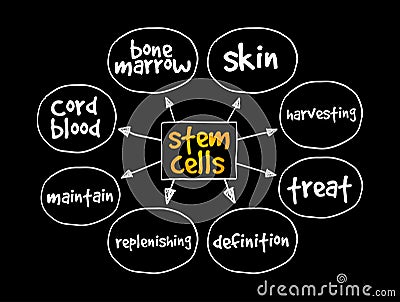 Stem Cells Mind Map, Medical Concept For Presentations And Reports ...