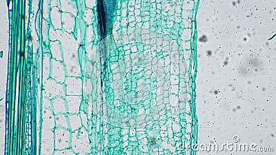 Stem of Cucurbita Moschata L.S Stock Video - Video of botanical, fibre ...