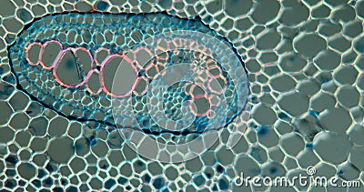 Stem of an fern stock video. Video of plant, blue, microscopy - 205614167