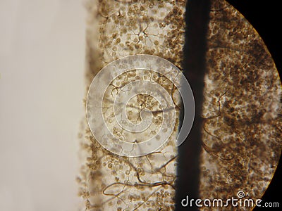 Stemonitis Slime Mold Stock Photo | CartoonDealer.com #6491280