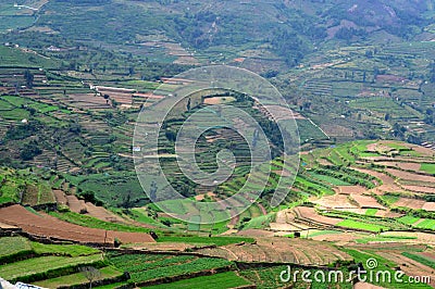 Step Cultivation In Poombarai Stock Image | CartoonDealer.com #142137097