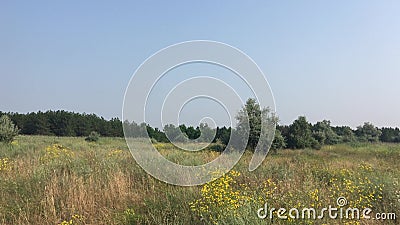 Step w Ukraina w ranku zbiory. Video złożonej z jasny - 75048372