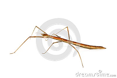 Stick Insect On White Background Stock Photo | CartoonDealer.com #68513148