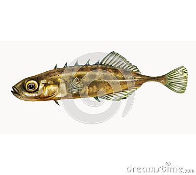 Stickleback Gasterosteus On White Background Royalty-Free Cartoon ...