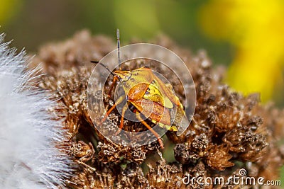 Stink Bug Close-up Stock Photo - Image: 79043769