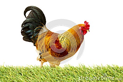 Stock Photo - Brightly Colored Cockerel Chicken In A Field ...