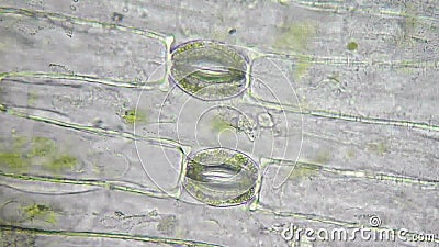 Stoma E Cellule Della Pianta Stock Footage - Video di formazione, nave ...