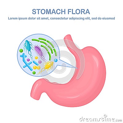 Stomach Flora. Digestive System, Tract With Bacteria, Virus ...