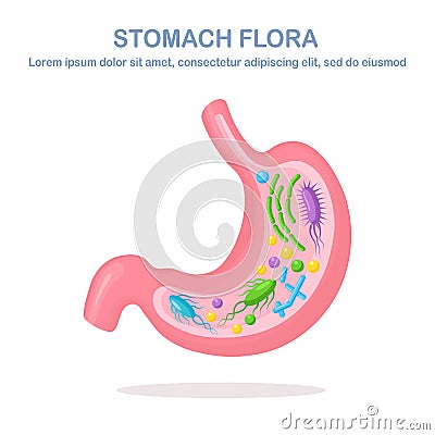 Stomach Flora. Digestive System, Tract With Bacteria, Virus ...