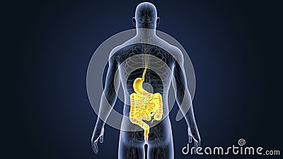 Stomaco Ed Intestino Con L'apparato Circolatorio Stock Footage - Video ...