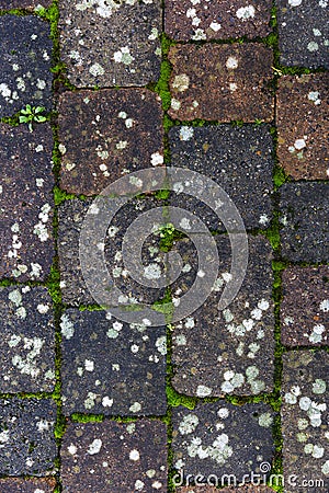 Stone Pathway Texture Stock Photography | CartoonDealer.com #67317032
