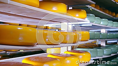 Storage of Cheese of Different Varieties on Wooden Shelves in the ...