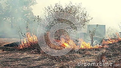 Storming and Raging Fire in the Forest Stock Footage - Video of burning ...