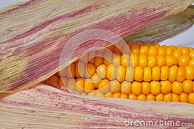 Strand Of Corn Seen Up Close Stock Image | CartoonDealer.com #16840309