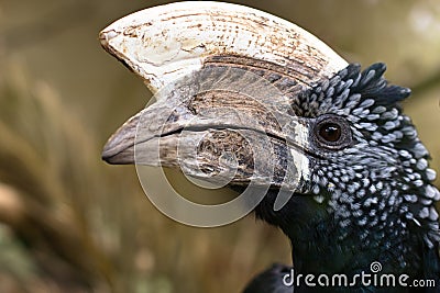 Strange Bird Stock Photography - Image: 27807452
