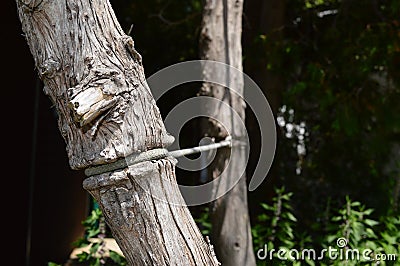 Strangled Tree Stock Photo - Image: 51994944
