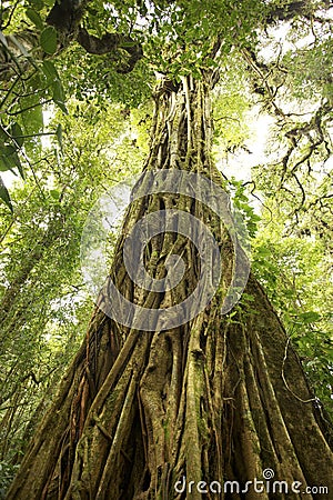 Strangler Fig Tree In Rain Forest Royalty Free Stock Photo - Image ...