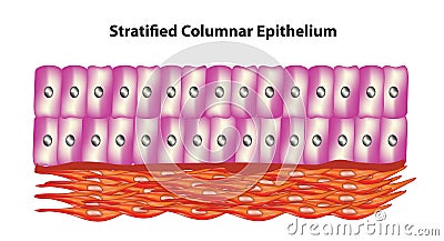 Stratified Columnar Epithelium Vector Illustration | CartoonDealer.com ...