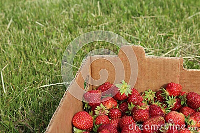 Strawberries in Box - Stock Image - Everypixel