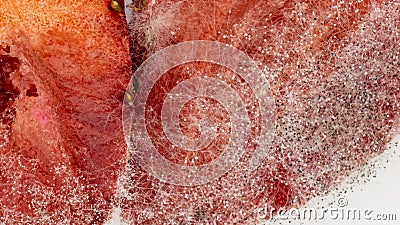 Time Lapse of Rotting Crushed Strawberries and the Development of Mold ...