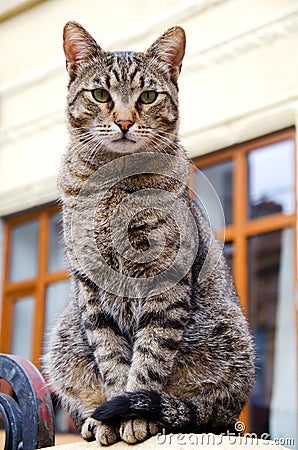 Sad stray dog stock image. Image of abandoned, pants - 113792743