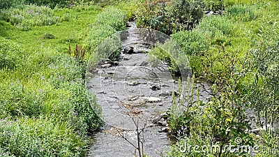 A Stream Flows through a Green Meadow. Stock Video - Video of river ...