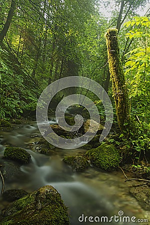 Stream Running At Old Trees Stock Photography | CartoonDealer.com #66786164