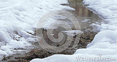 Melting snow and ice stock footage. Video of frosty - 143059466