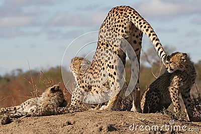 Stretching Cheetah Royalty Free Stock Photos - Image: 175388