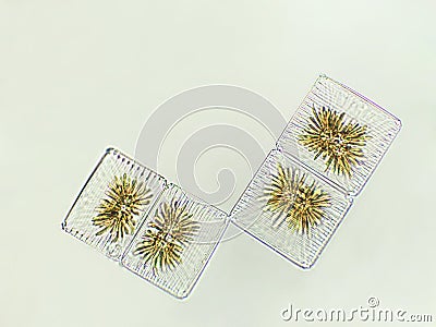 Striatella Unipunctata Algae Under Microscopic View, Diatom Algae Stock ...