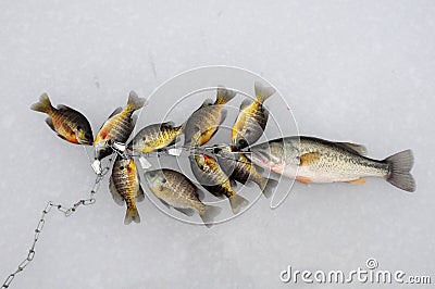 Stringer Of Fish Royalty Free Stock Image - Image: 12095786