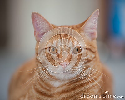 Striped Cat Face Eyes Facing Forward Stock Photo - Image: 68282174
