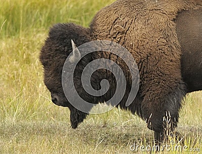 Strong Bison Stock Photography | CartoonDealer.com #11113952