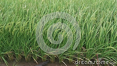 Strong Wind Blowing Against the Paddy Plants. Stock Footage - Video of ...