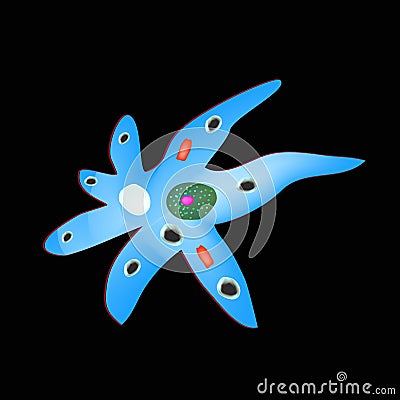 The Structure Of The Amoeba Is Intestinal. Gastrointestinal Amebiasis ...