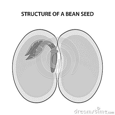 Structure Of A Bean Seed. Diagram Unlabelled. Vector Illustration ...