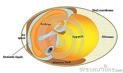 Structure Bird Egg. Bird Embryo. Stock Images - Image: 23667584