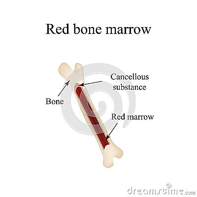 The Structure Of The Bone Marrow. Infographics. Vector Illustration ...
