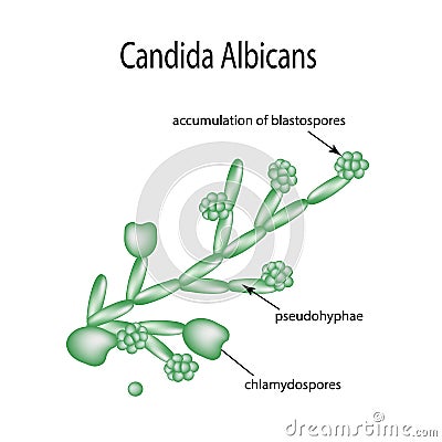 Structure Of Candida Albicans. Infographics. Vector Illustration On ...