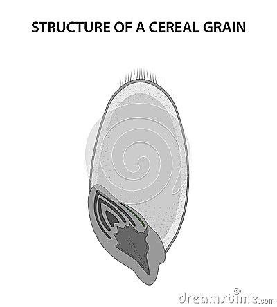 Structure Of A Cereal Grain (caryopsis). Vector Illustration ...