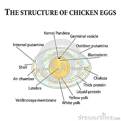 The Structure Of Chicken Eggs Vector Illustration | CartoonDealer.com ...