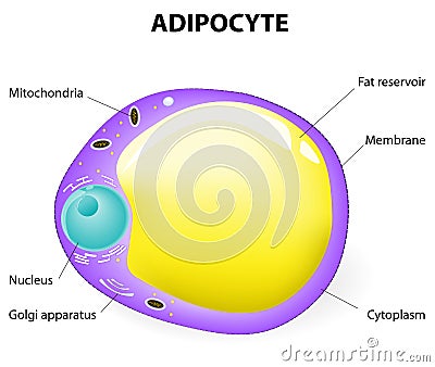 Structure D'Adipocyte. Adipocyte Illustration de Vecteur - Image: 40078733